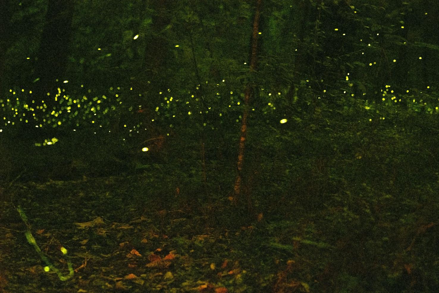 When and how to view this year's fireflies light show