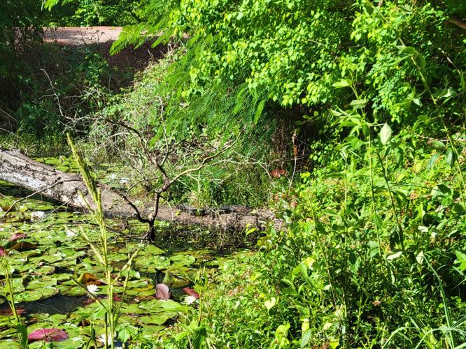 New alligators hatch in North Augusta's Brick Pond Park