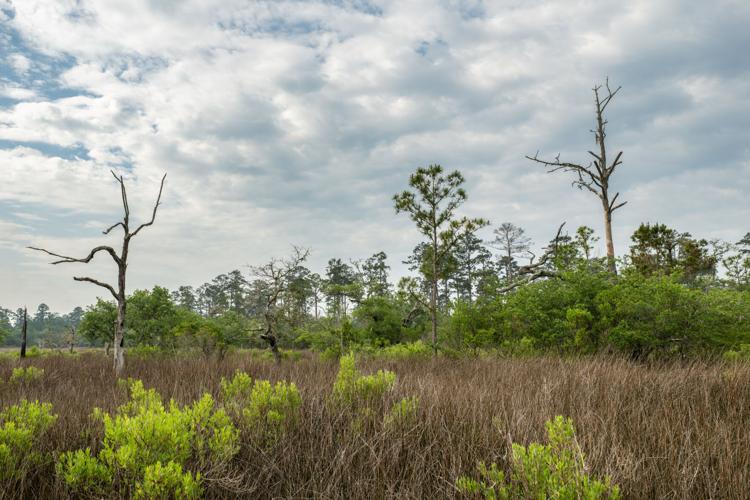 Photos: 2,700 acres of former Chelsea Plantation preserved