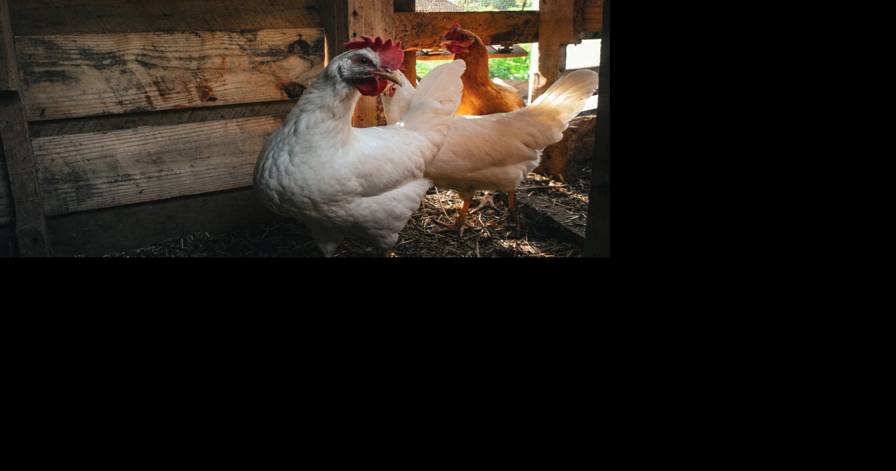 Greg Pryor gives tips on how to raise chicks to lay eggs