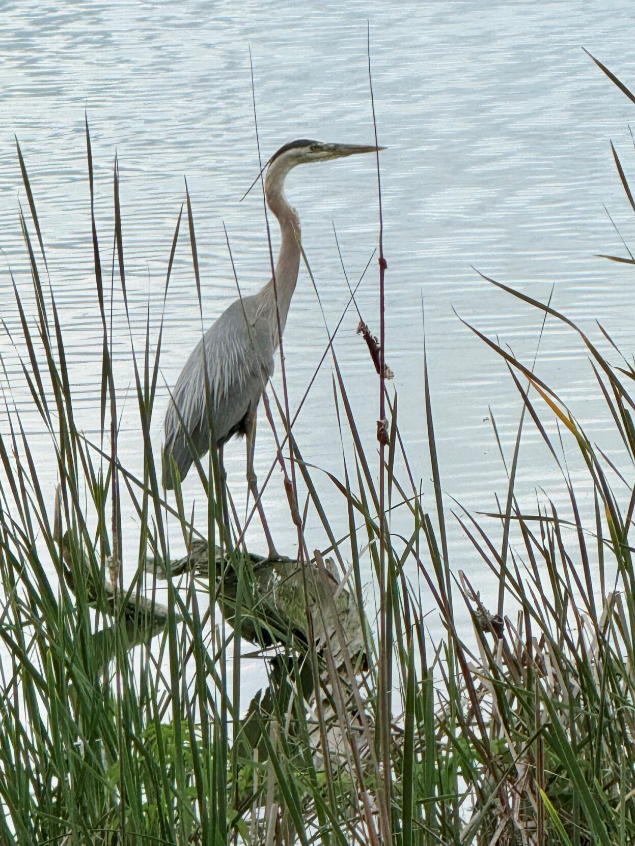 Reader photos: Marsh Birds