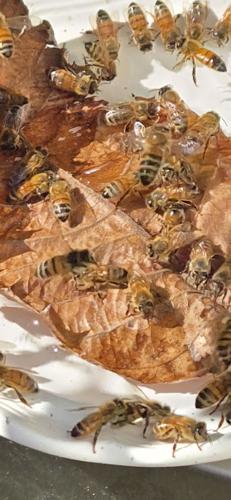 SC is a national leader in backyard wildlife habitats