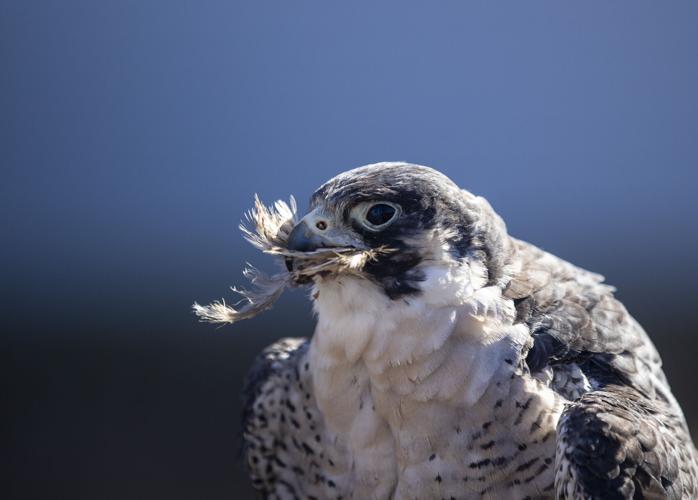 Falcons fly over landfill and nearby homes to deter birds