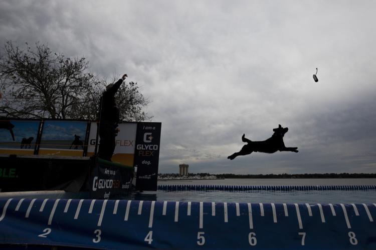 Photos: Dogs soar through the air for SEWE DockDogs Competition ...