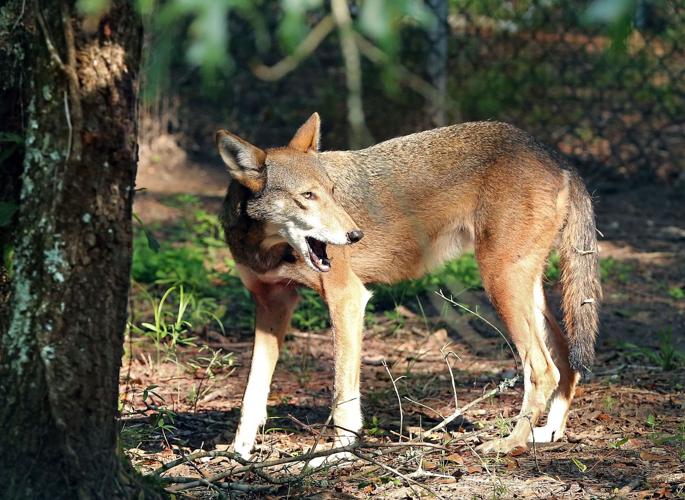 In attempt to save the red wolf, Brookgreen Gardens opens its doors, heart with new exhibit