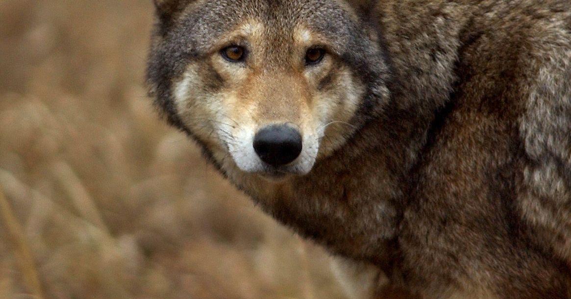 red brown wolf