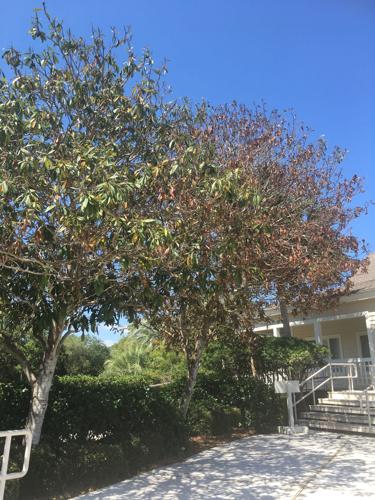 If you can avoid 'fire blight,' loquat trees are a fruitful addition to ...