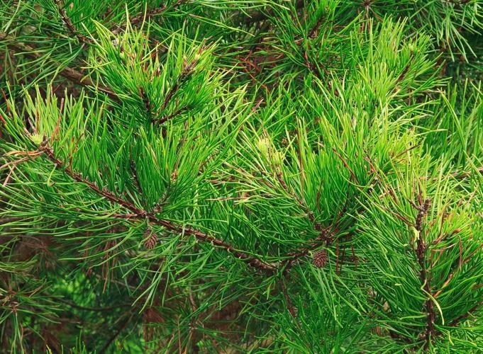 Conifers’ Fragrant Pull On Memory