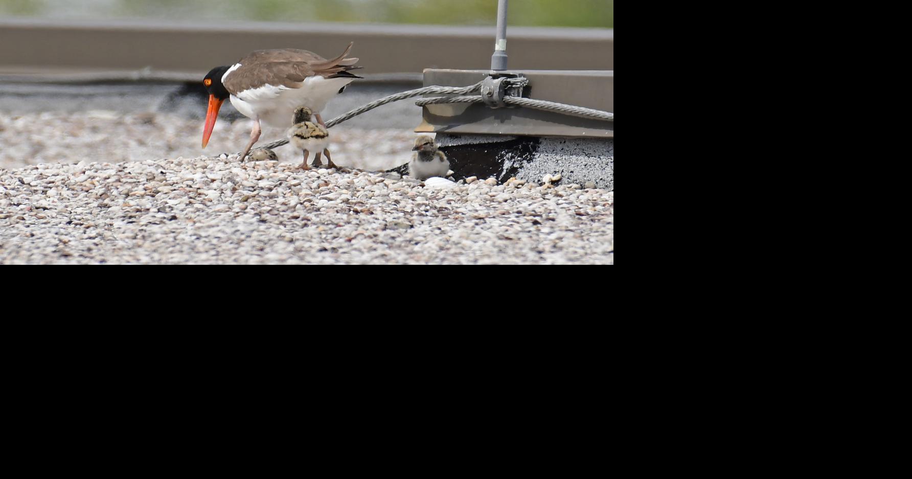 Shorebirds nest on a downtown Charleston rooftop as their natural beach ...