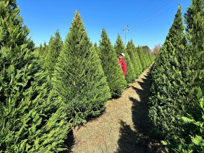 SC Christmas tree prices expected to hold steady this year | Features ...
