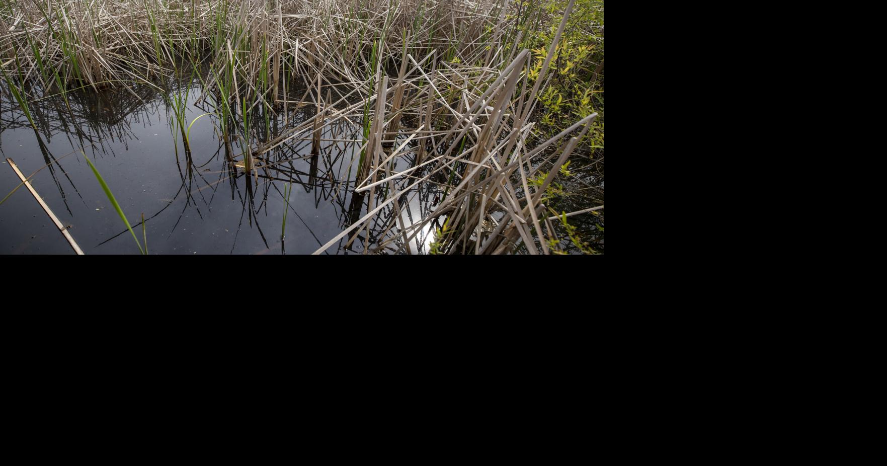 Horry County lost 20% of its wetlands in 25 years. New protections ...
