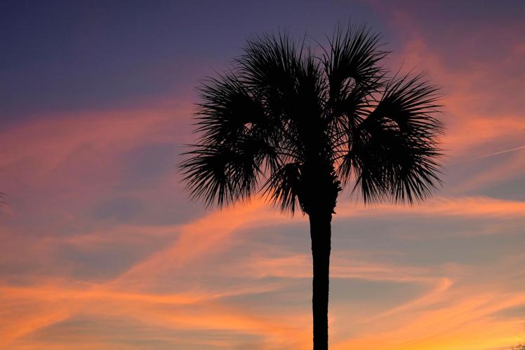 Palmetto trees part of South Carolina history and draw new arrivals