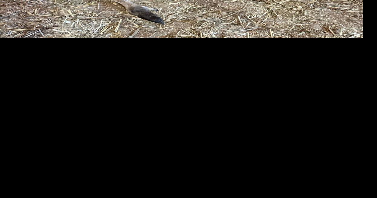 Moncks Corner man accepts charges for inhumane treatment of animals