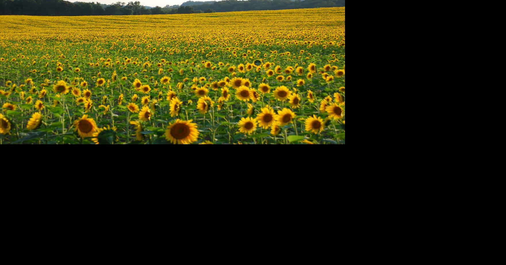 Sunflowers provide a bright and recognizable beauty to any sunny space ...