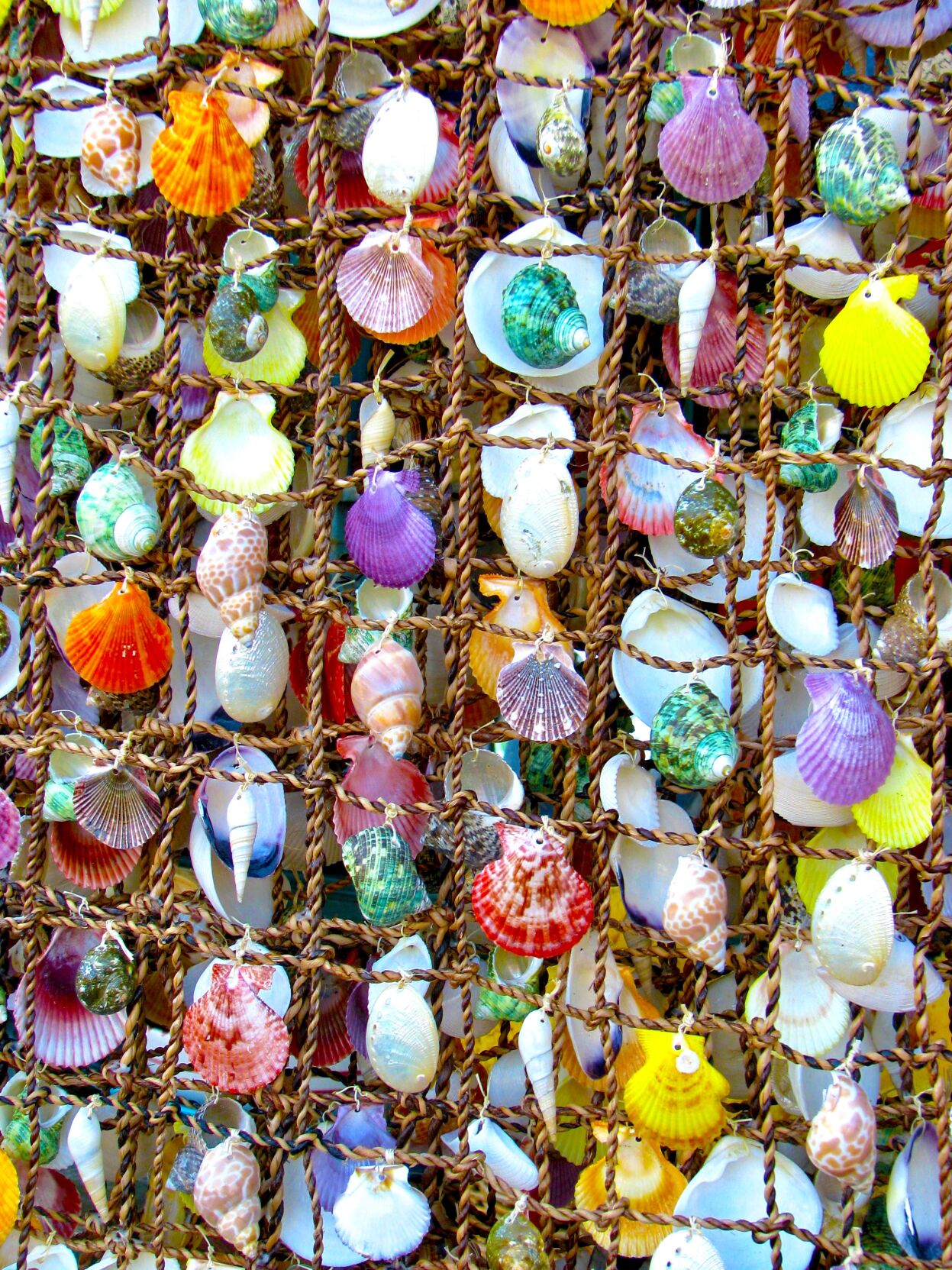 Reader photos: Shells