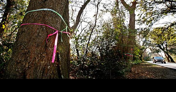 9 decaying roadside trees along scenic Mathis Ferry to be cut down ...