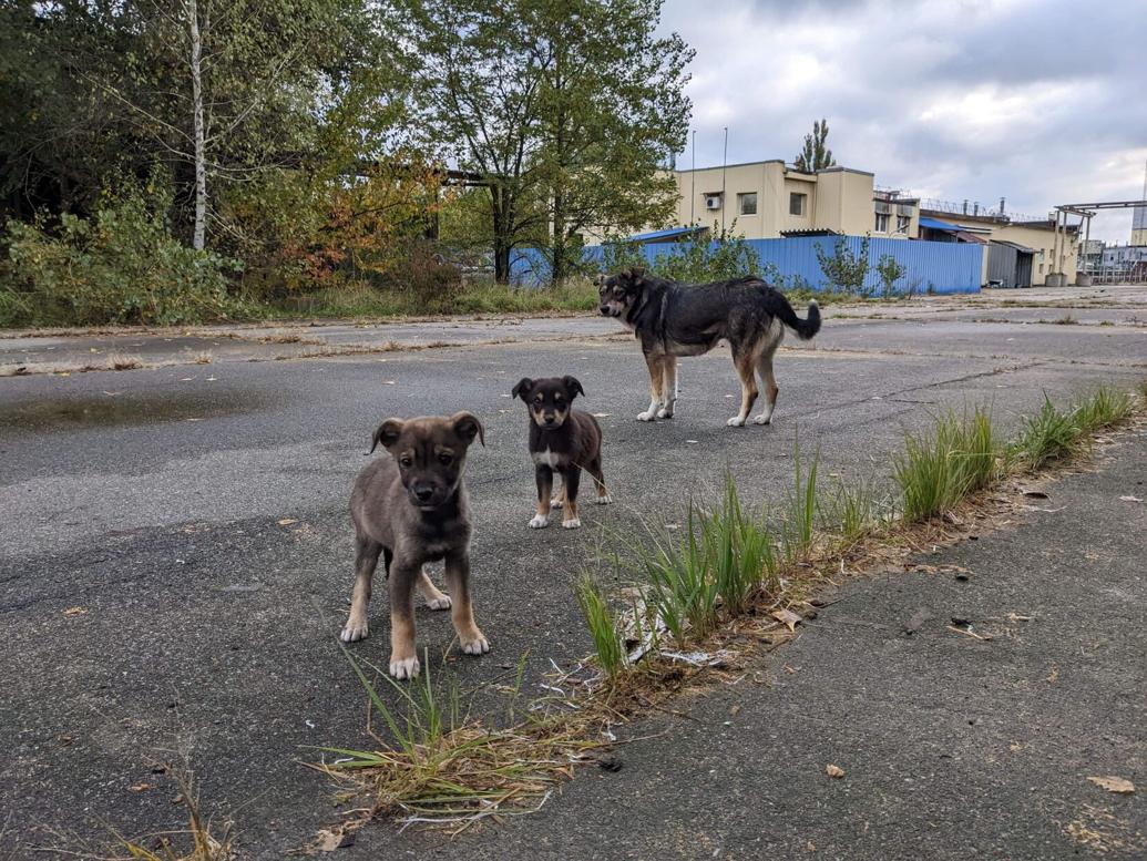 USC prof studying the dogs who survived Chernobyl disaster