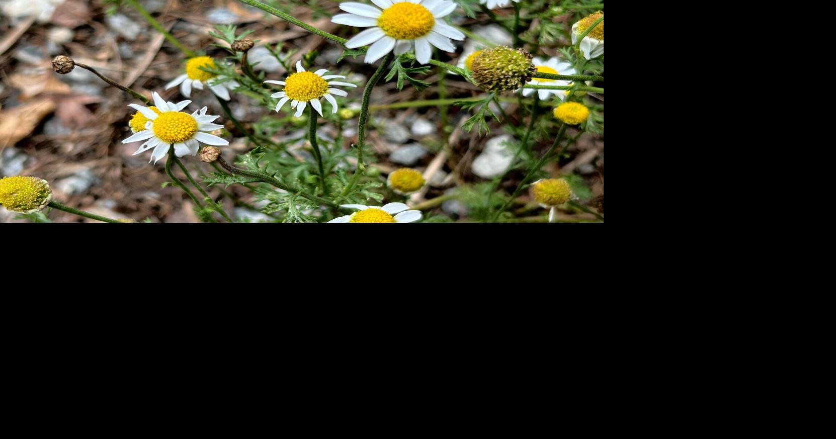 Can you correctly identify this week's mystery plant?