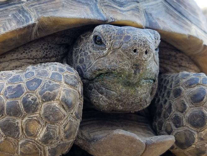 ECOVIEWS: How many kinds of tortoises are there? | Features ...