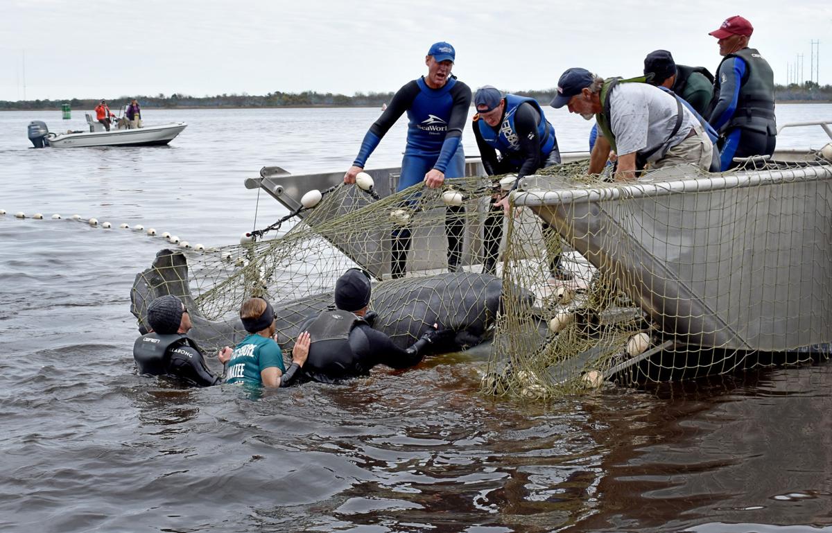 Unprecedented 10 manatees rescued from Cooper River in South Carolina ...