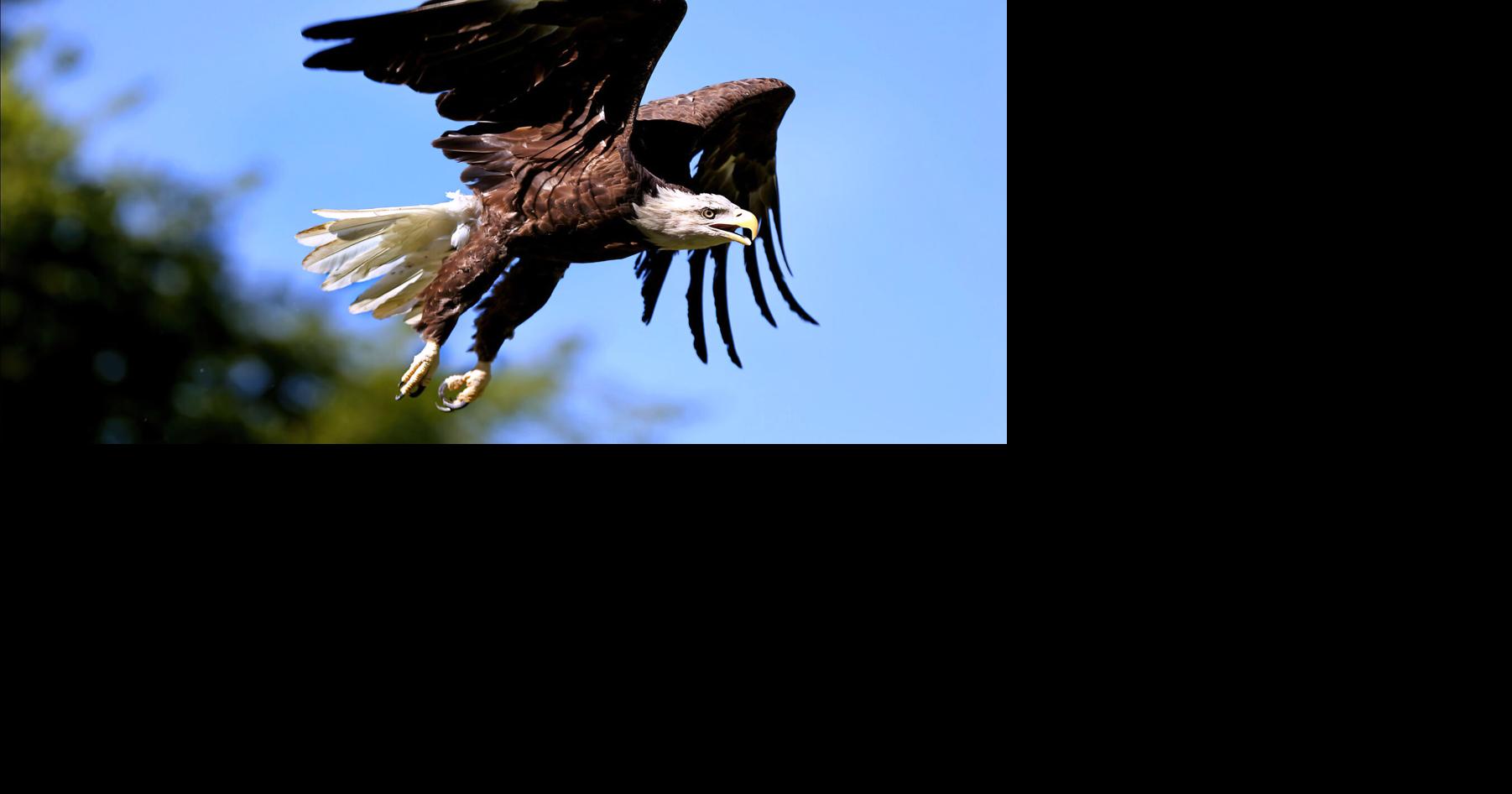 For 3 decades, she protected SC bald eagles, endangered species. Now it ...