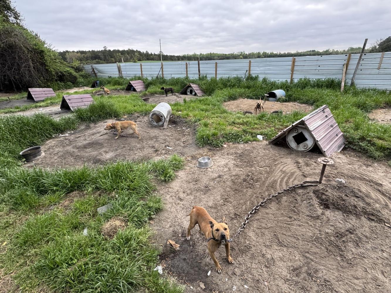 SLED arrests Marion, Dillon County men for dog fighting
