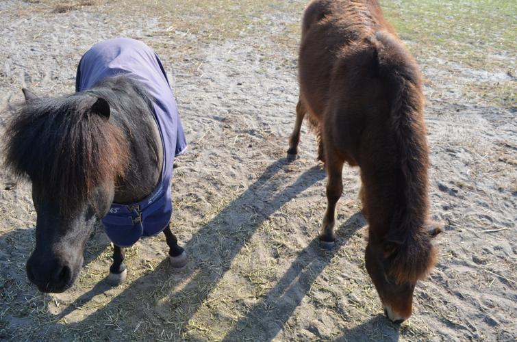 Equine Rescue of Aiken saves horses and gives people a purpose | News ...