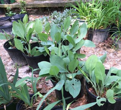 AIKEN MASTER GARDENERS: Master Gardeners to hold 25th annual plant sale