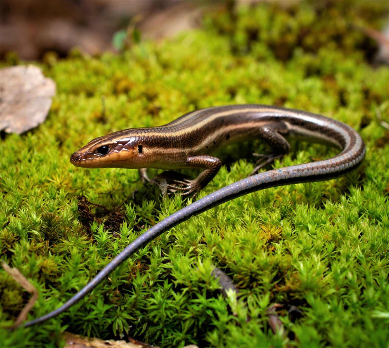 ECOVIEWS: Are lizards the reason Lyme disease is rare in the South?