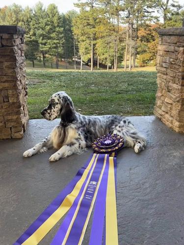 Lynda Chase moves to Aiken, shows champion English setters | Aiken Area ...