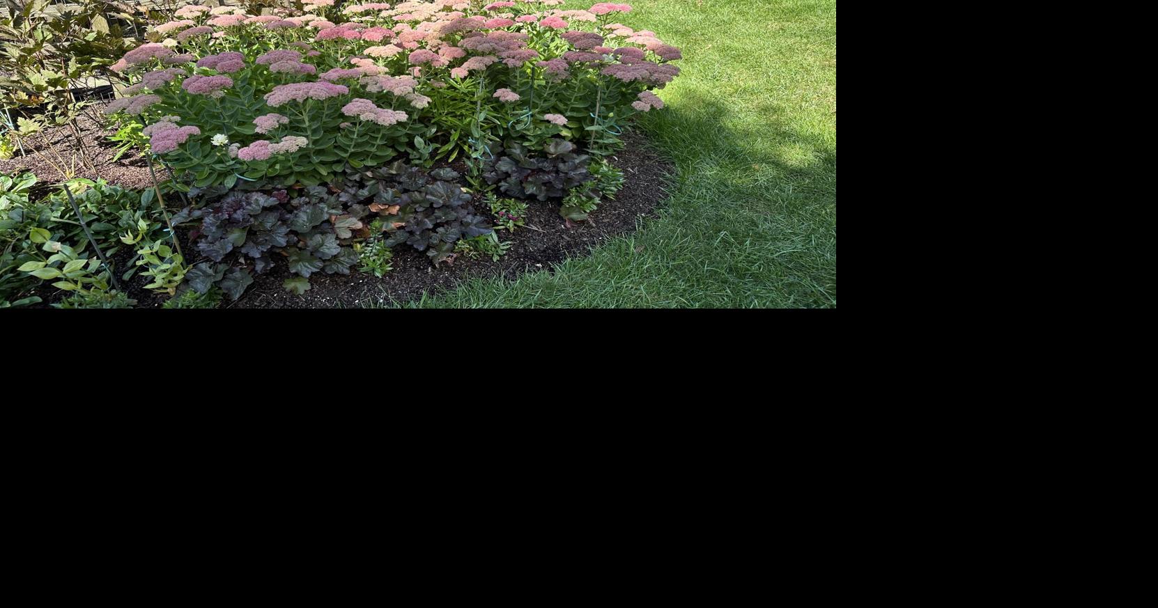 Late bloomers: Keep your summer garden blooms in fall