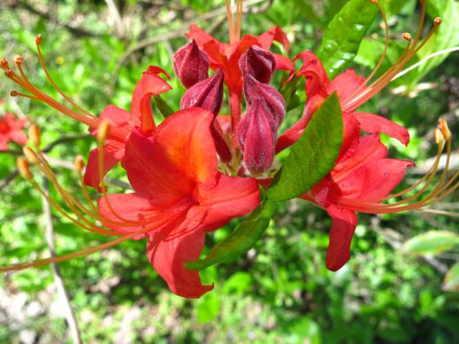 Native azaleas flourished in S.C. long before Asian varieties filled ...