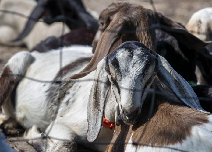Photos: Farm animals kid around at The Goatery on Kiawah River