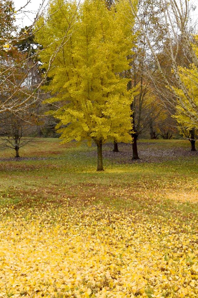 The curious phenomenon of the ginkgo tree