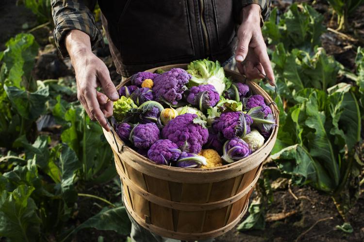 cauliflower blooming