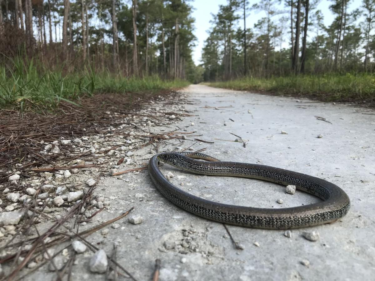Fun facts about the legless eastern glass lizard found in SC