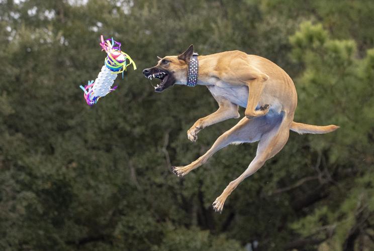 Photos: Dock Dogs at SEWE are back for 2022