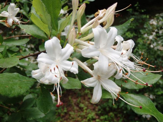 Native azaleas flourished in S.C. long before Asian varieties filled ...