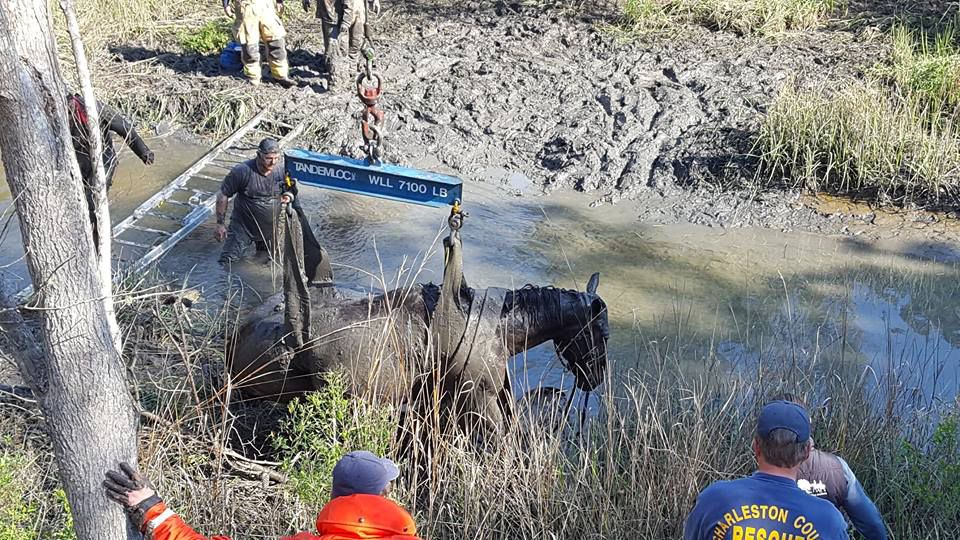 Charleston County Volunteer Rescue pulls horse from pluff mud | News ...