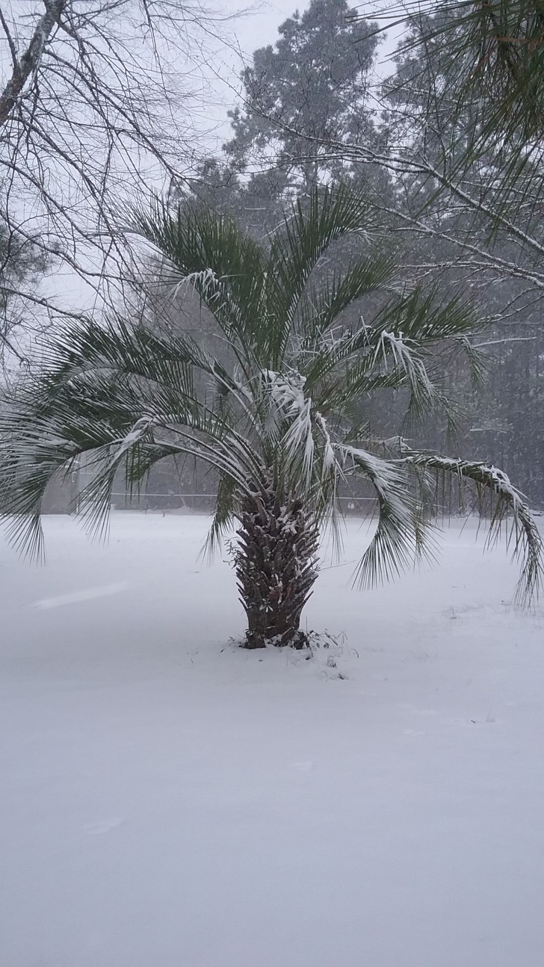Reader Photos: Snow Scenes | Your Photos | postandcourier.com