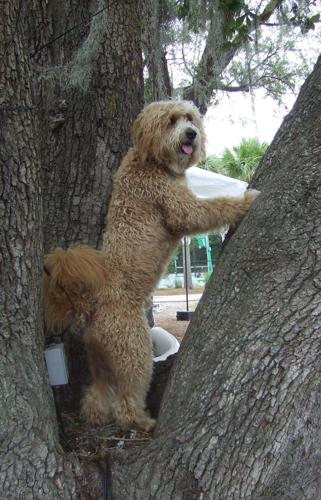 Min upends Halbauer to reach ITF $60K final against Dolehide ...