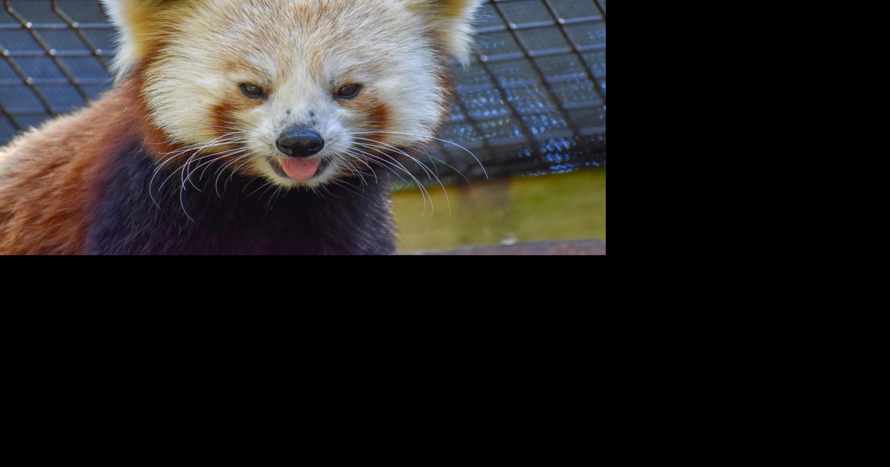 Greenville Zoo reports positive accreditation inspection