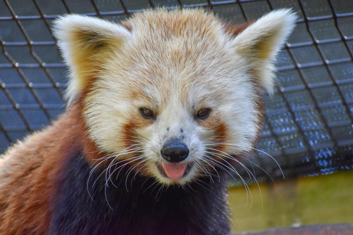 greenville zoo new animals