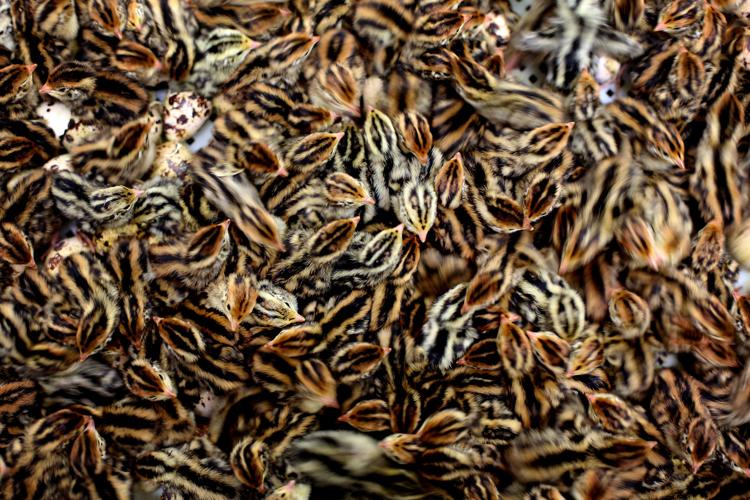 South Carolina's Manchester Farms grows into one of nation's leading ...
