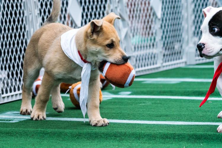 Pup Bowl kicks off Feb. 8 at Mount Pleasant Towne Centre