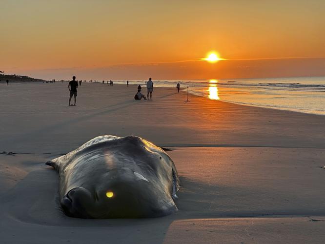 Whale beached on Hilton Head Island has been euthanized
