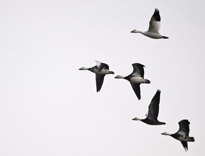 Audubon’s Christmas Bird Count brings out SC birders