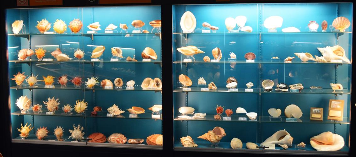 Reader photos: Shells