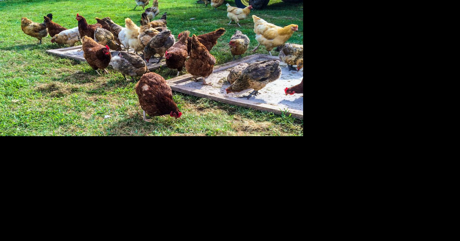 County Planning Commission scheduled to consider proposed chicken ...