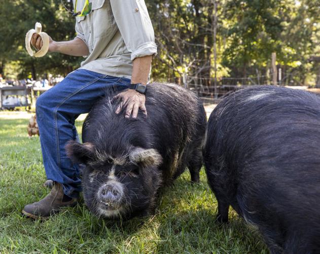 Photos: Farm animals kid around at The Goatery on Kiawah River ...